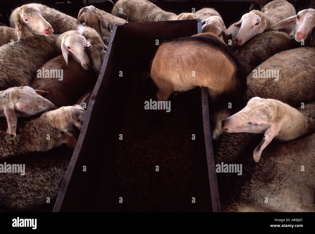 Sheep eating by a feeding place at a Kibbutz in Israel Stock Photo - Alamy
