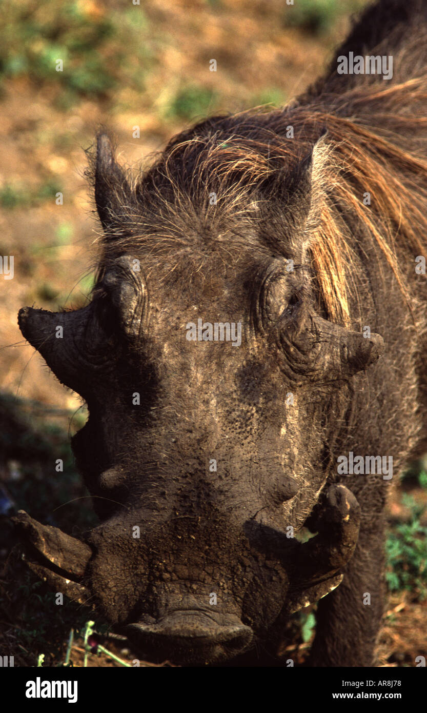 Facial wart hi-res stock photography and images - Alamy