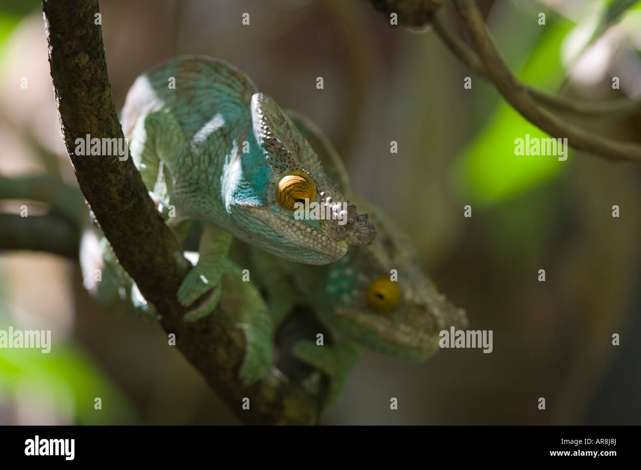 male Parson's chameleon, Calumma parsonii, Pereyras Nature Farm ...