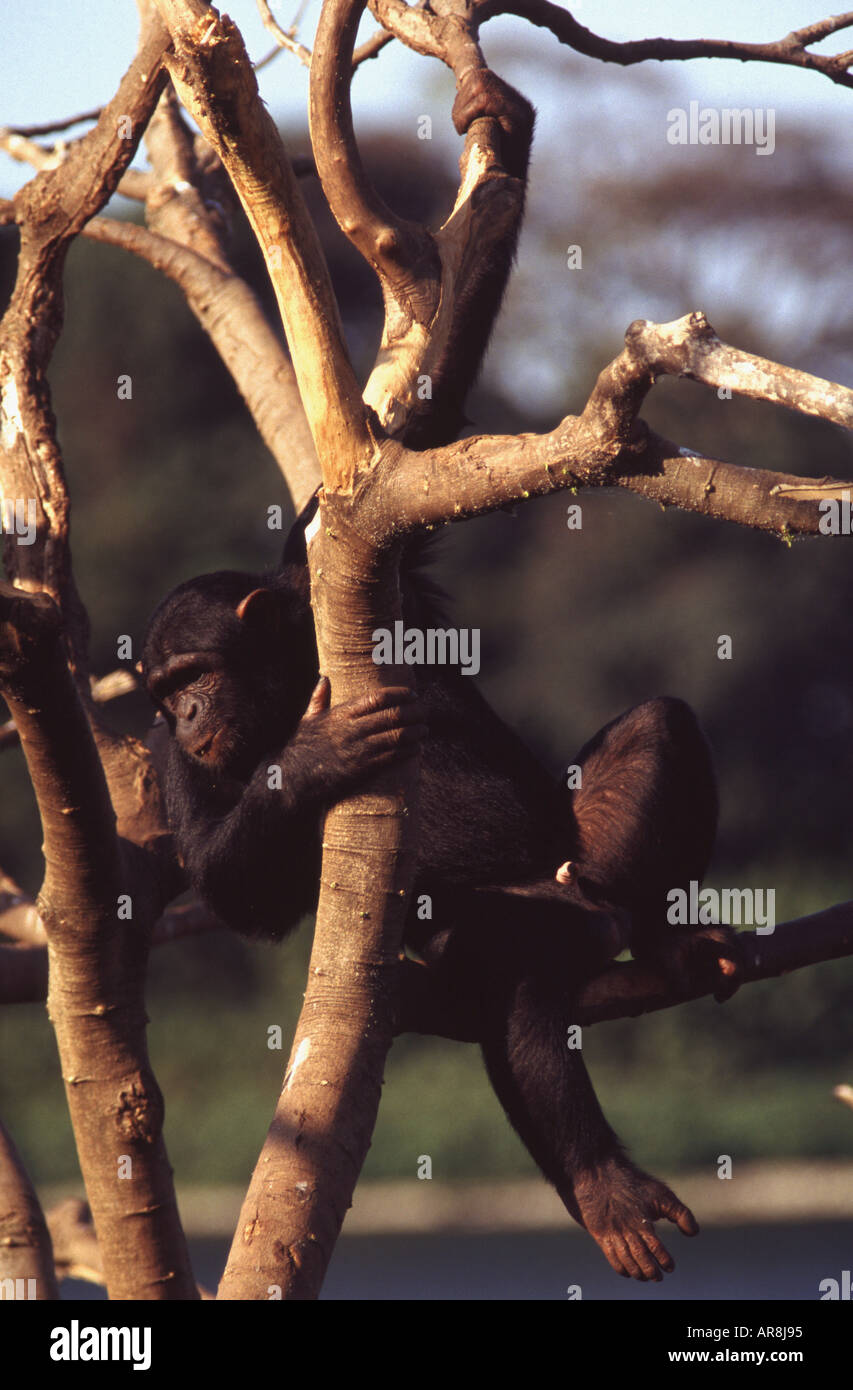 Chimp, Pan troglodytes Ngamba Island Stock Photo - Alamy