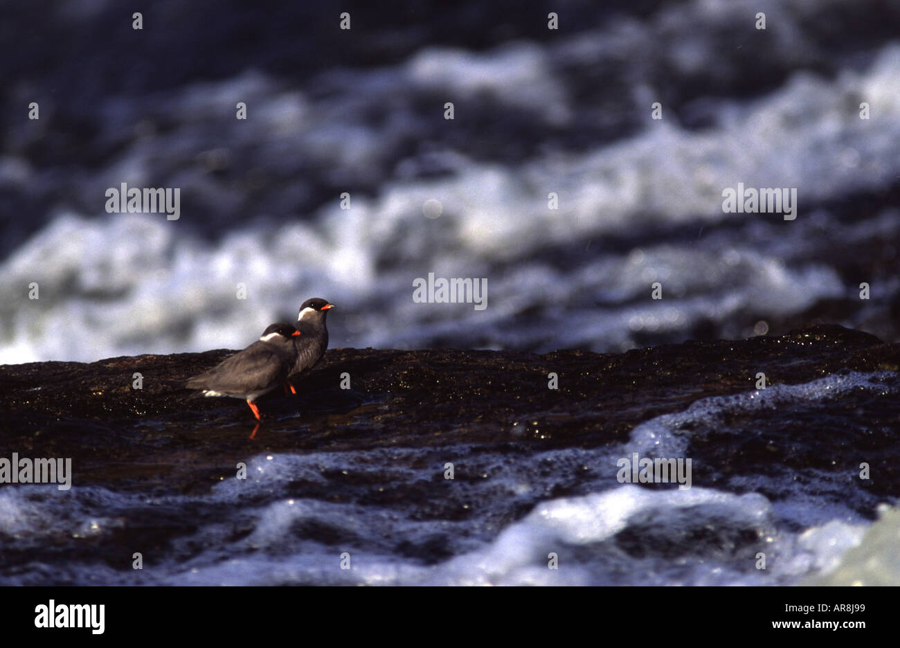 Rock pratincole hi-res stock photography and images - Alamy