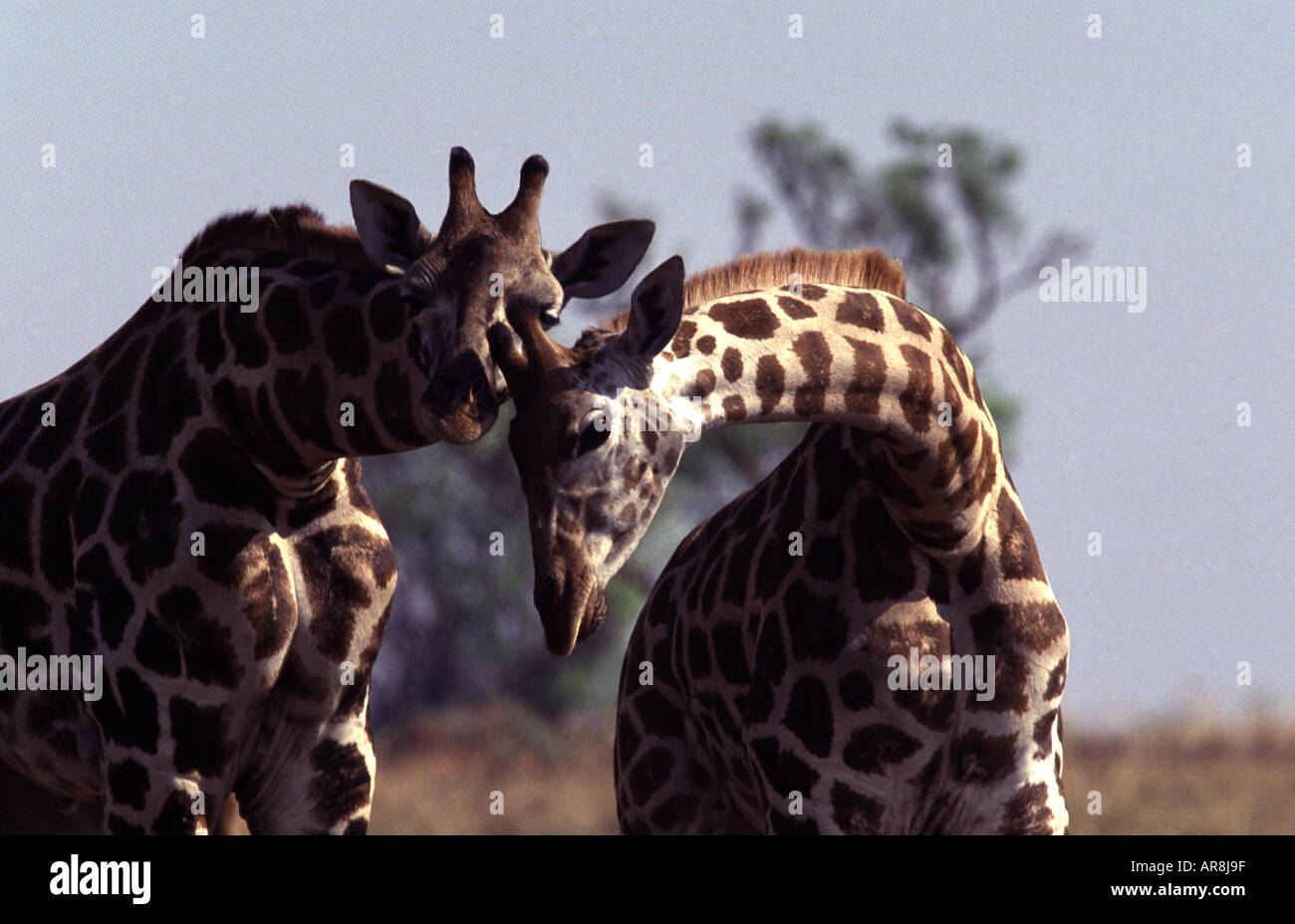 Geophagy hi-res stock photography and images - Alamy