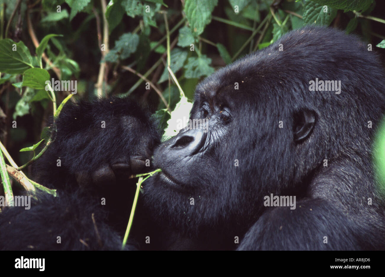 Largest silverback gorilla hi-res stock photography and images - Alamy