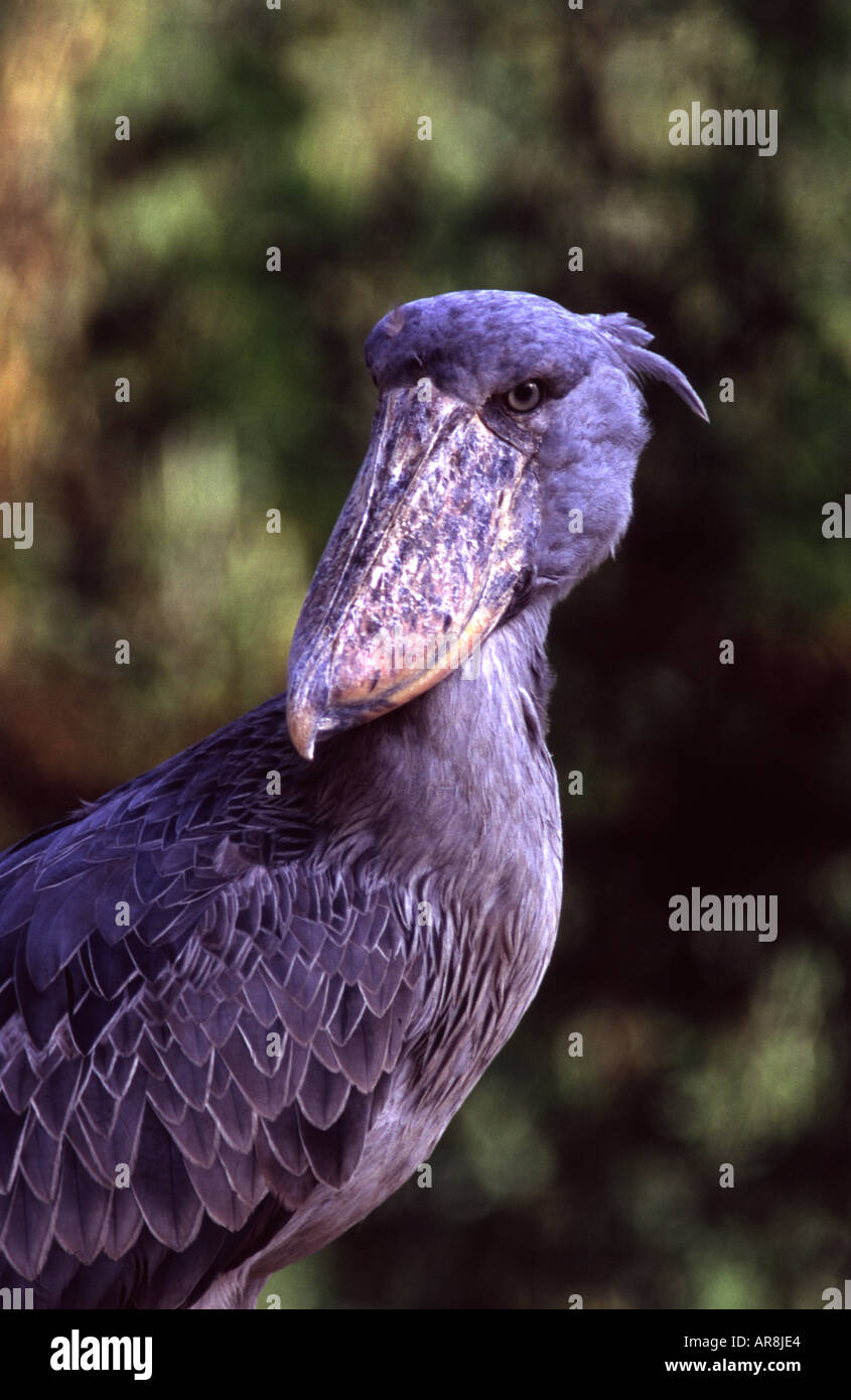 Shoebill, Balaeniceps rex Stock Photo - Alamy