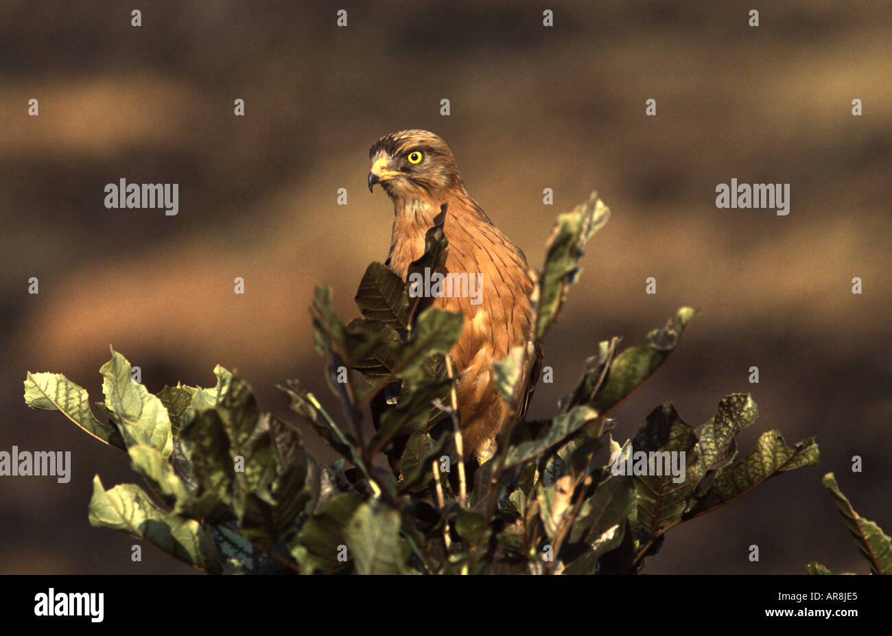 Butastur hi-res stock photography and images - Alamy