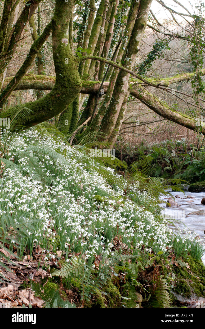 SNOWDROPS IN THE AVILL VALLEY WEDDON CROSS EXMOOR AND NICKNAMED ...