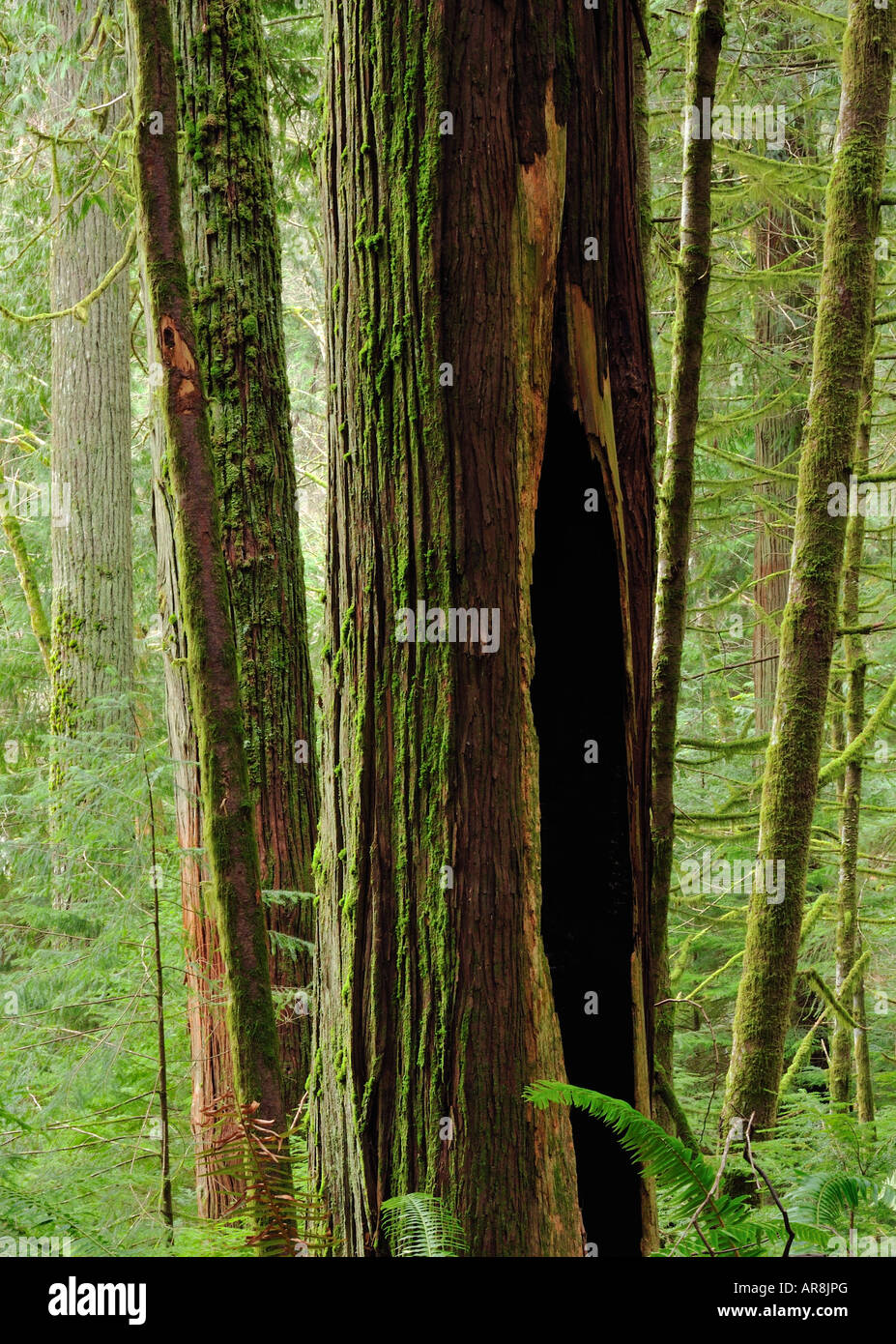 Cedar tree old growth hi-res stock photography and images - Alamy