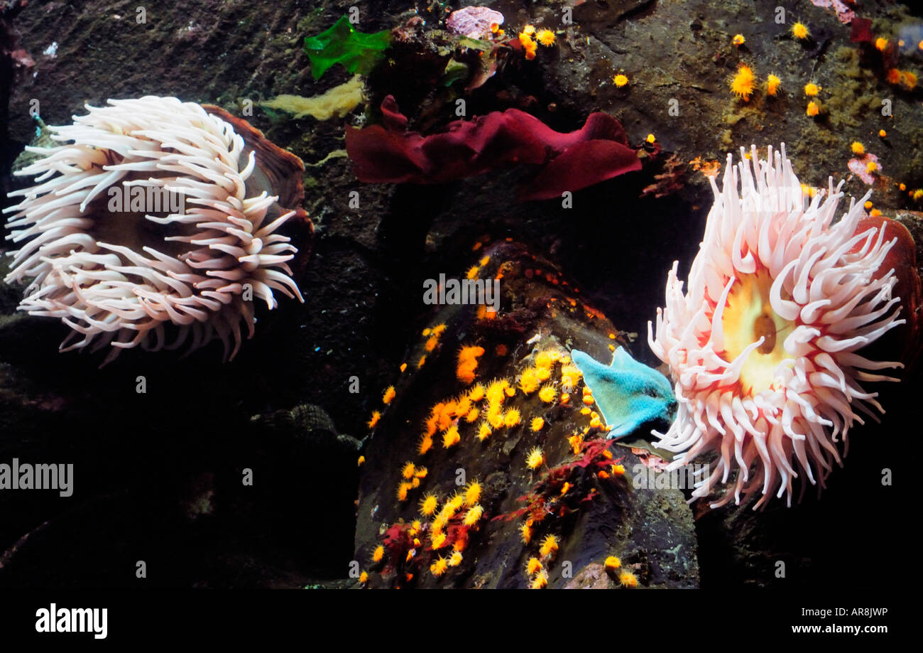 British marine life underwater hi-res stock photography and images - Alamy