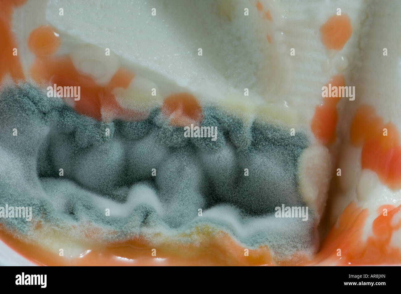 Closeup of a Soft cheese pack spoiled by fungus and bacteria Stock ...