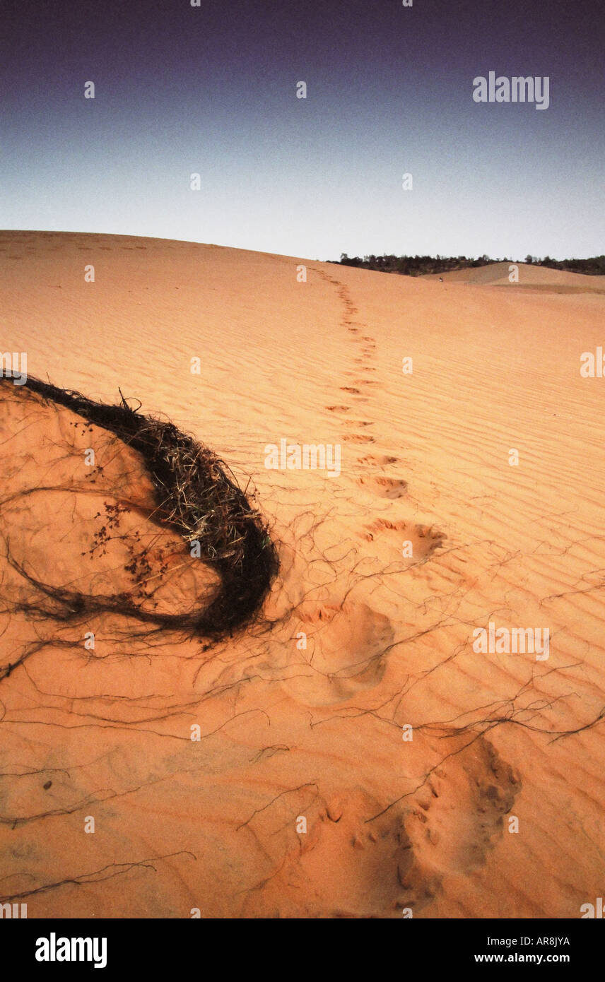 Footprints In Sand Dunes Going Off Into Distance Stock Photo - Alamy