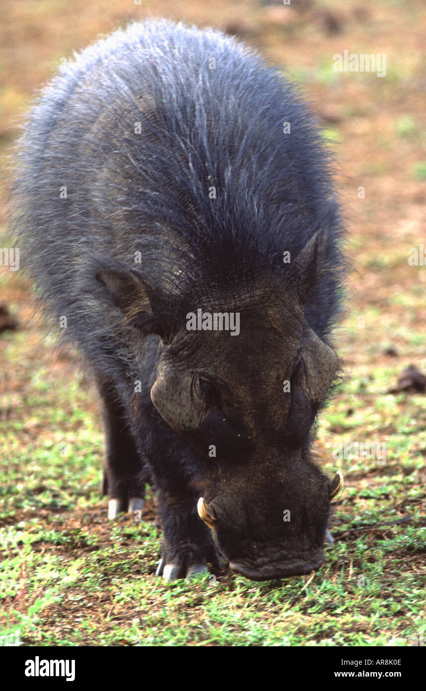 Pig squeal hi-res stock photography and images - Alamy