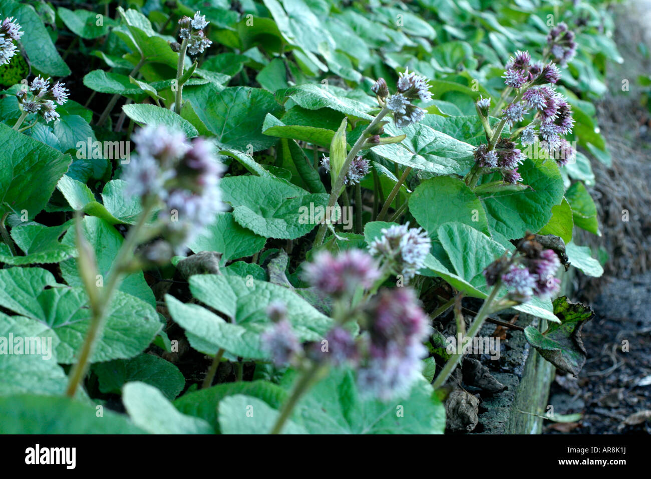 PETASITES FRAGRANS WINTER HELIOTROPE OR BUTTERBUR MID FEBRUARY ON ...