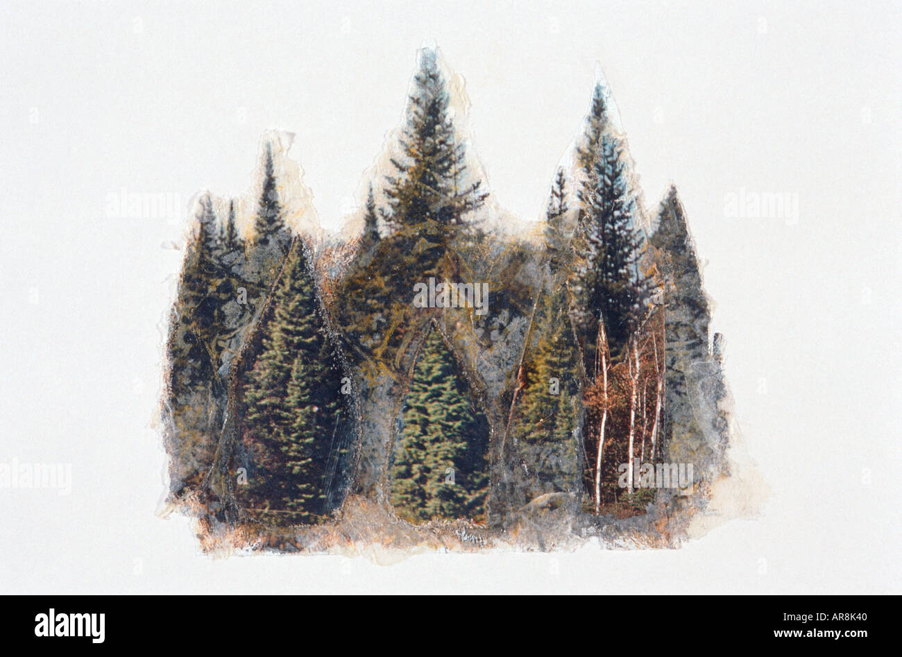 Pine Tree Paintings