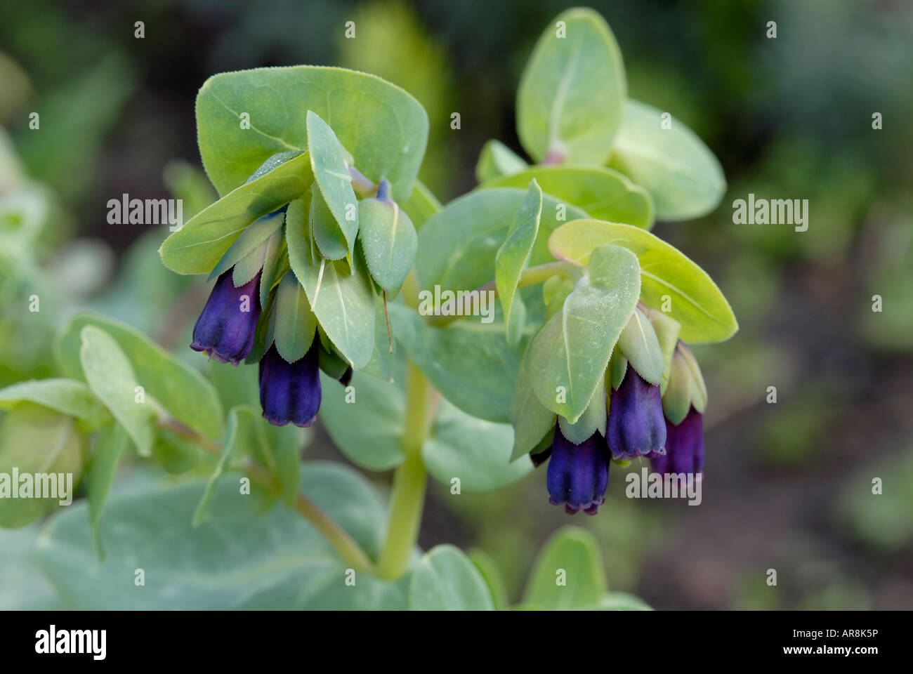 CERINTHE MAJOR 'PURPURASCENS' Stock Photo - Alamy