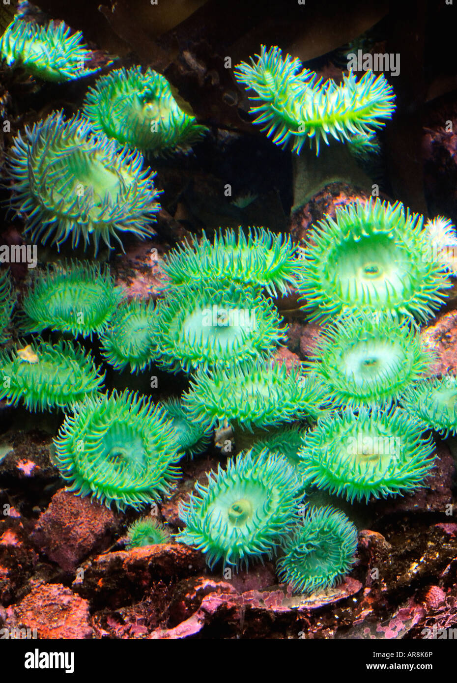 Giant green anemone Stock Photo - Alamy