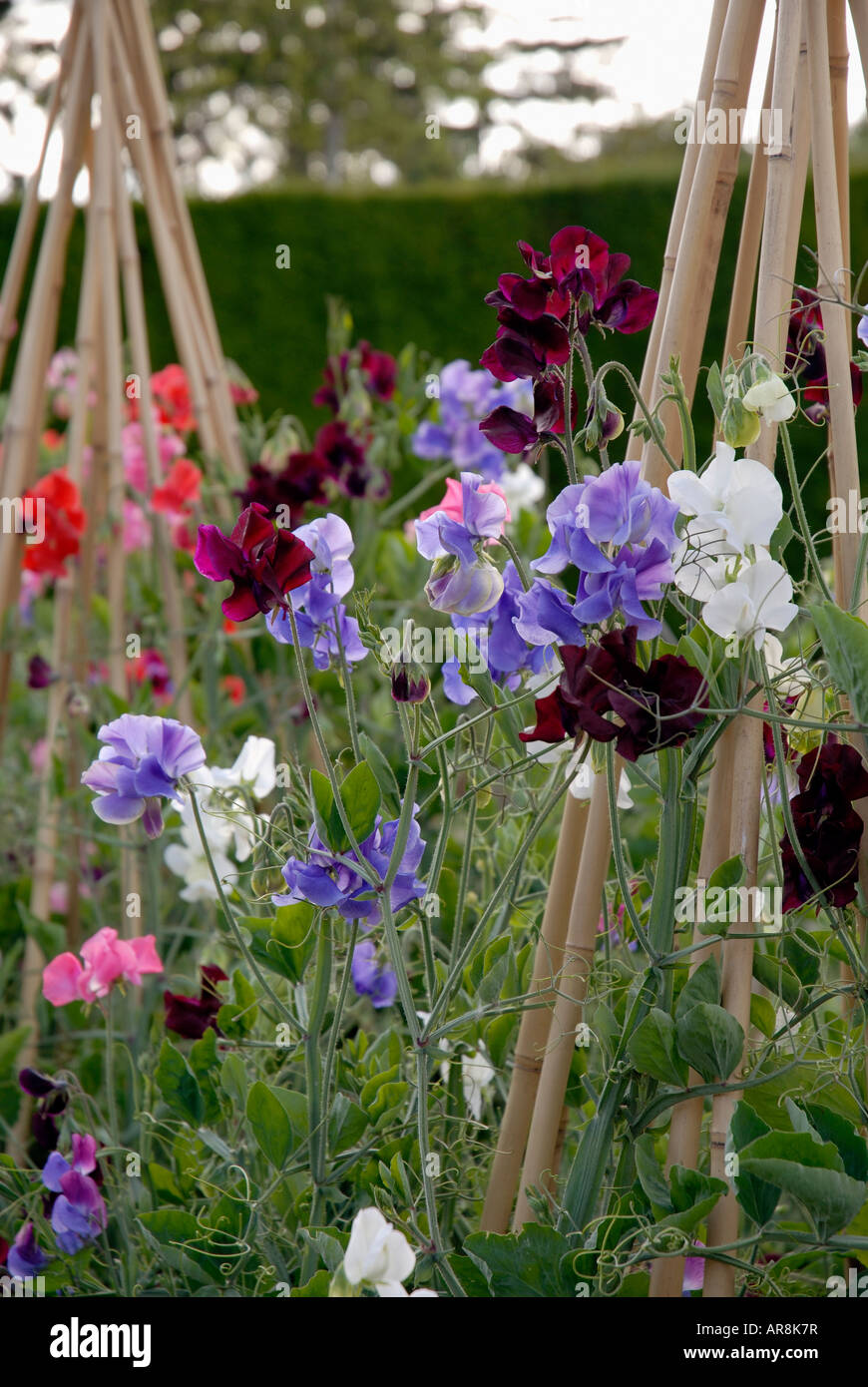Sweetpea garden support hi-res stock photography and images - Alamy