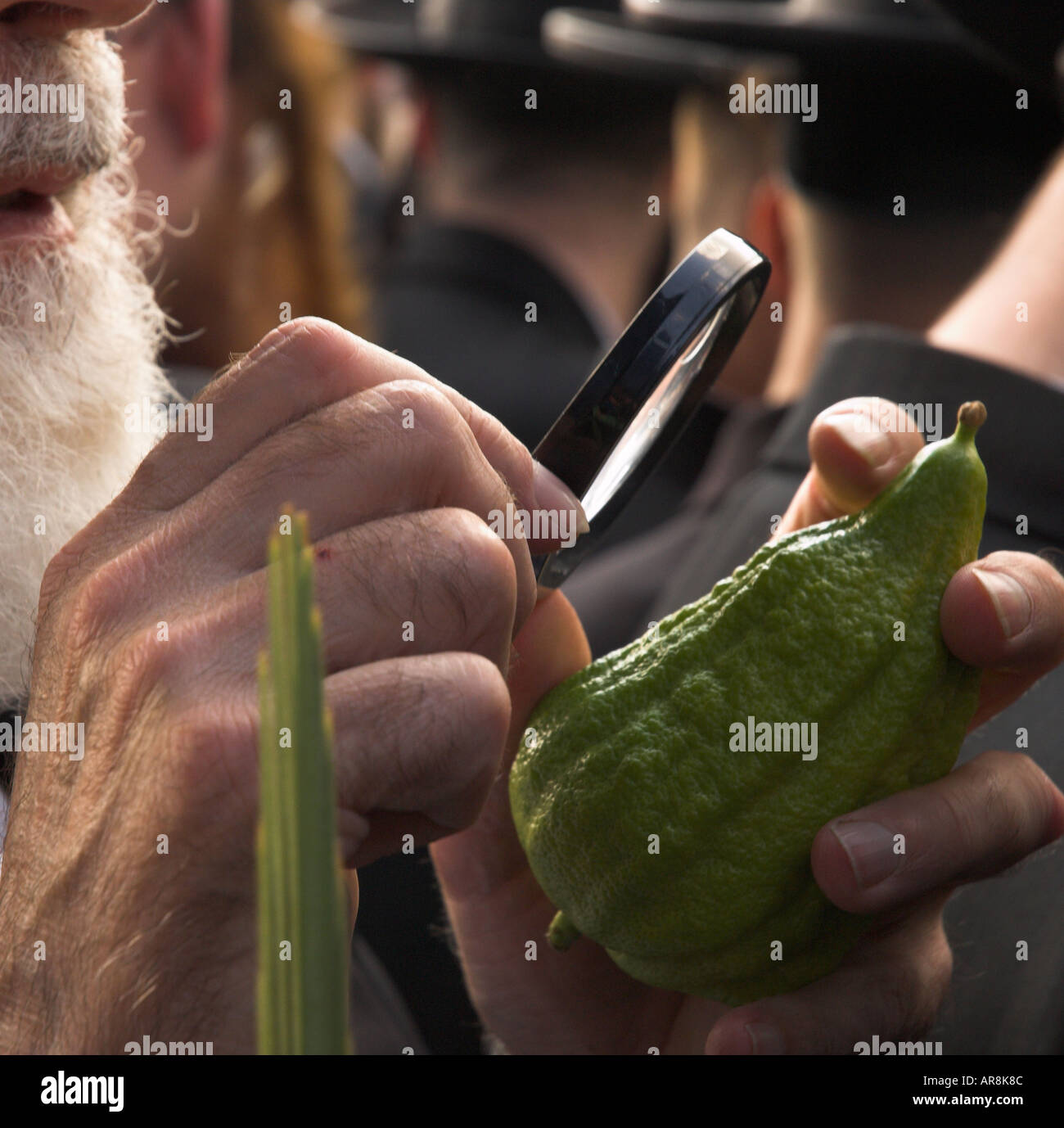 Israel Jerusalem Sukkot Jewish festival festival of booths 4 types ...