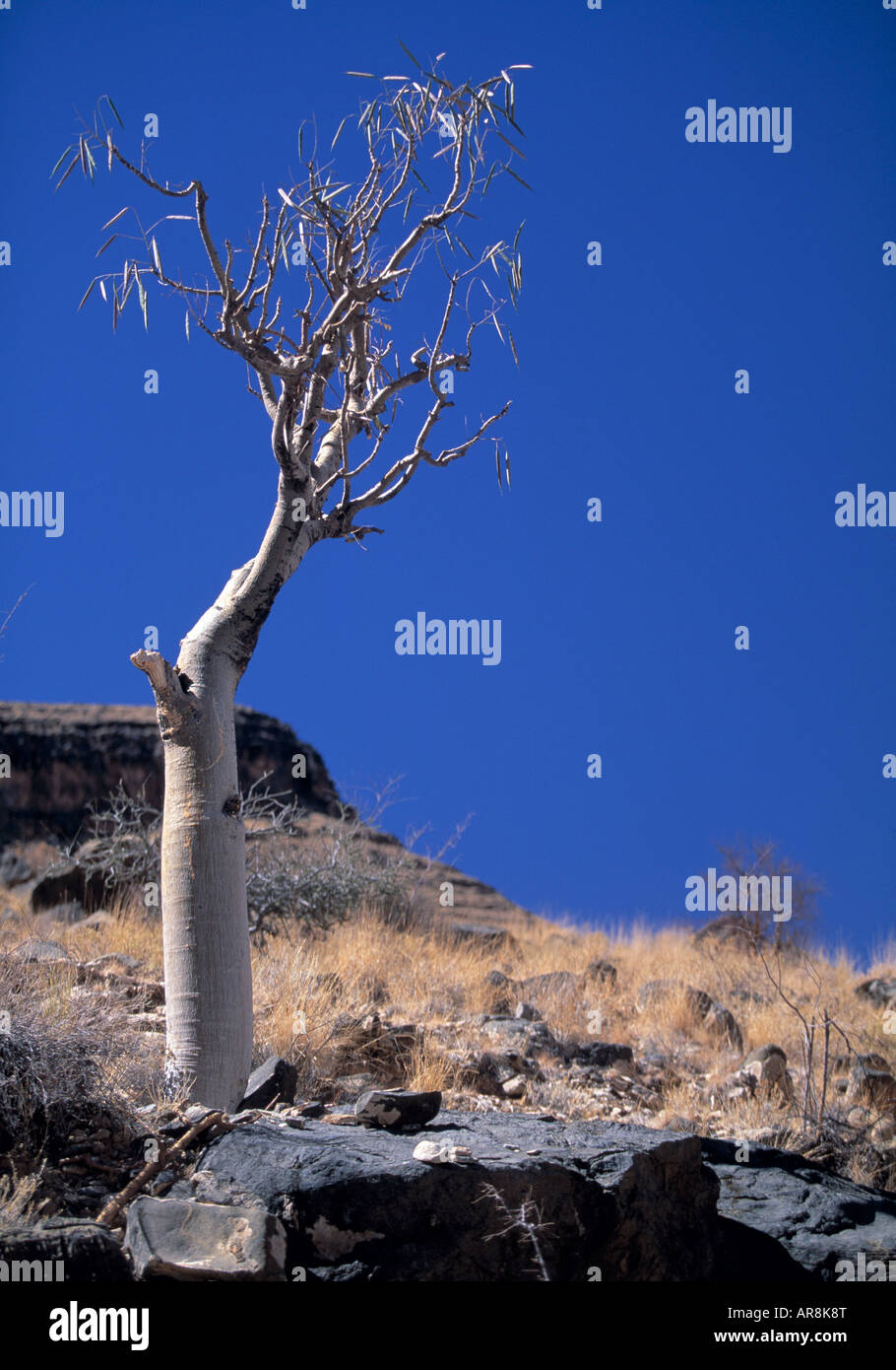 tree standing alone in the namibian/african landscape Stock Photo - Alamy