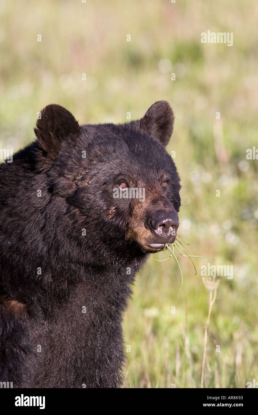 Yellowstone grizzly bear close up hi-res stock photography and images ...
