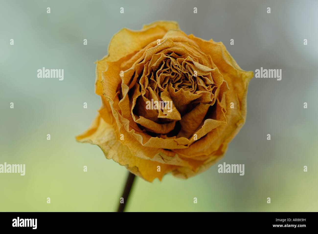 Desiccated rose hi-res stock photography and images - Alamy
