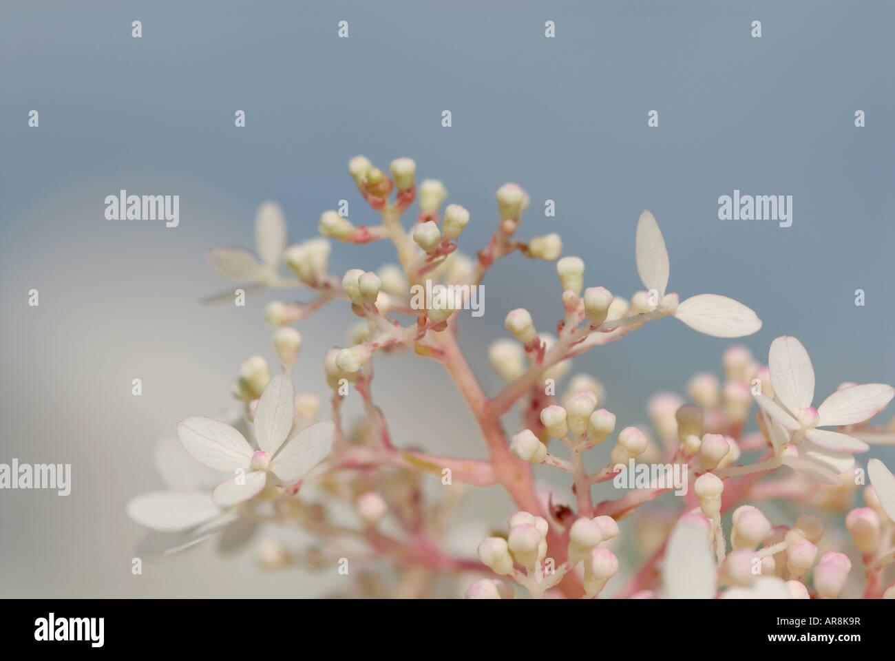 HYDRANGEA PANICULATA PHANTOM FLOWER CLOSE UP Stock Photo - Alamy