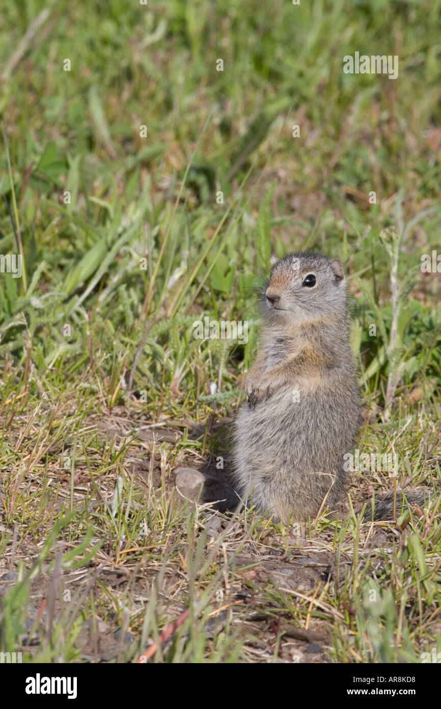 Columbian Ground Squirrel Spermophilus columbianus in Yellowstone ...