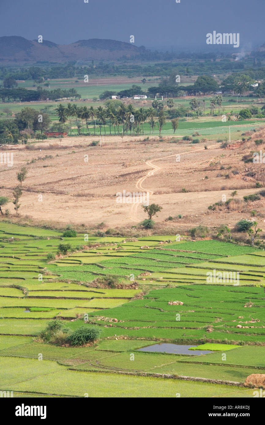 Rice paddy field in the rural indian countryside. Andhra Pradesh, India ...