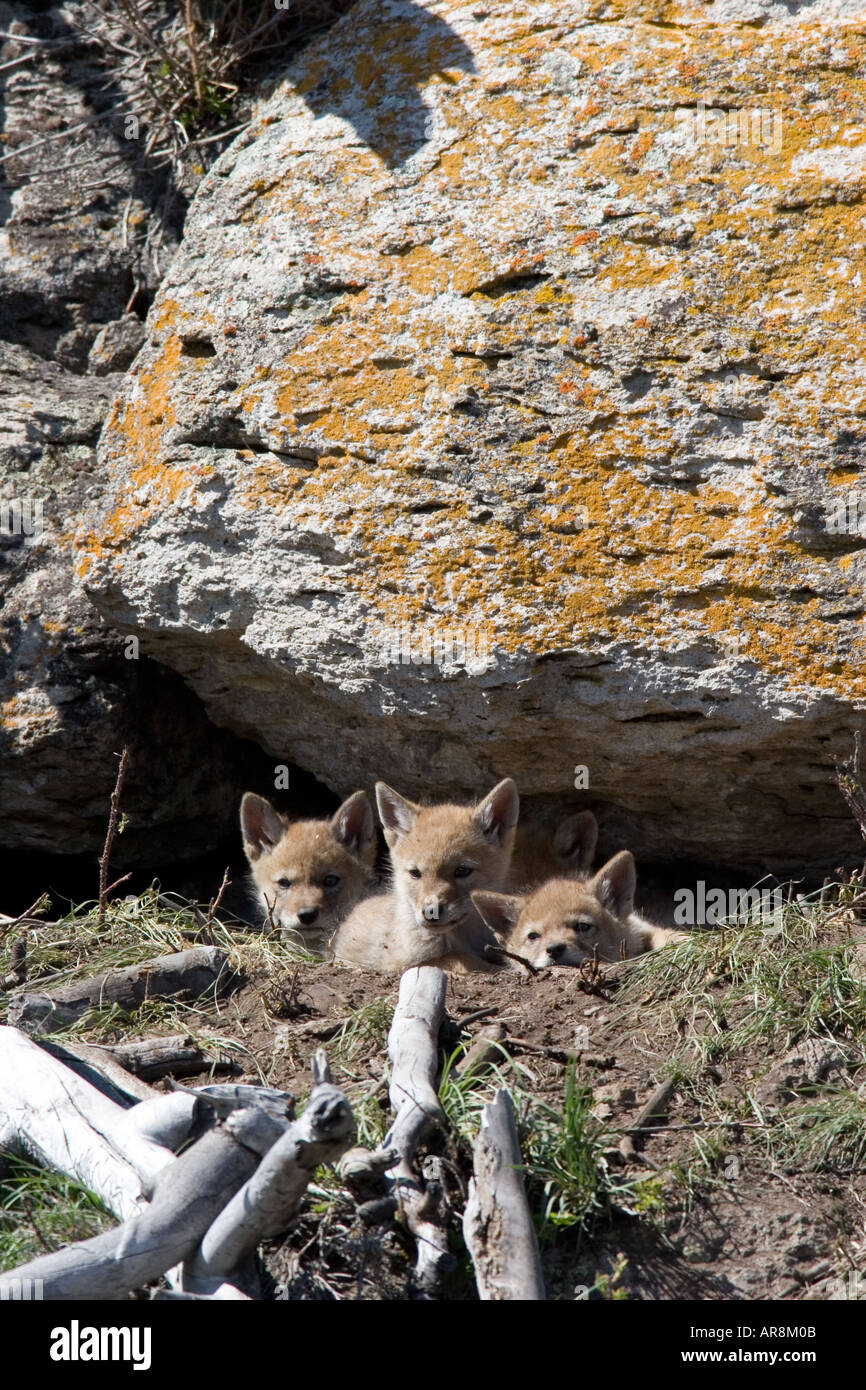 Coyote den hi-res stock photography and images - Alamy