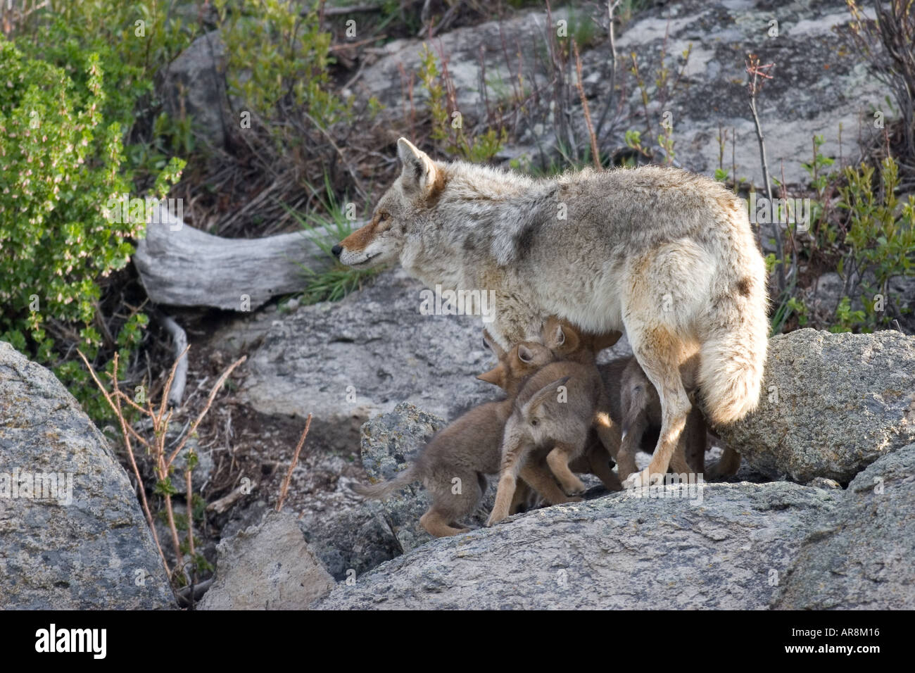 Coyote puppies hi-res stock photography and images - Alamy