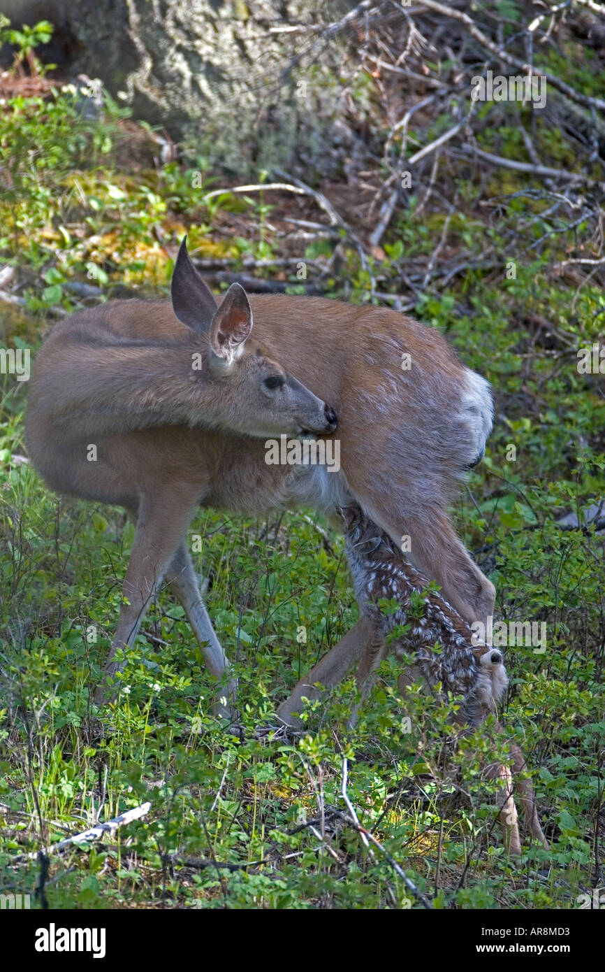 Mule deer new born fawn 10 minutes old doe very alert in Yellowstone ...