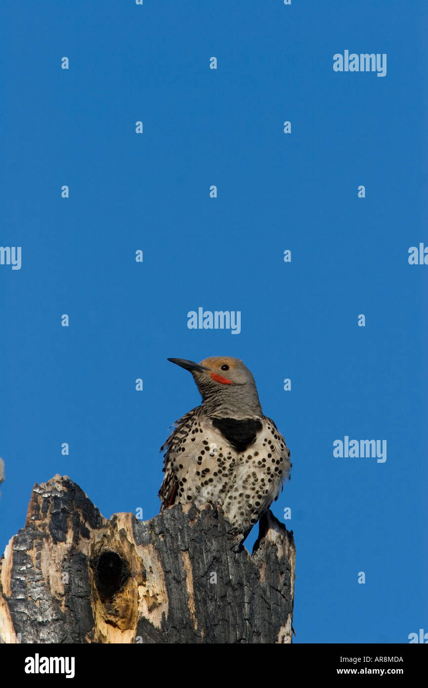 Northern Flicker Red shafted Flicker Colaptes auratus in Yellowstone ...