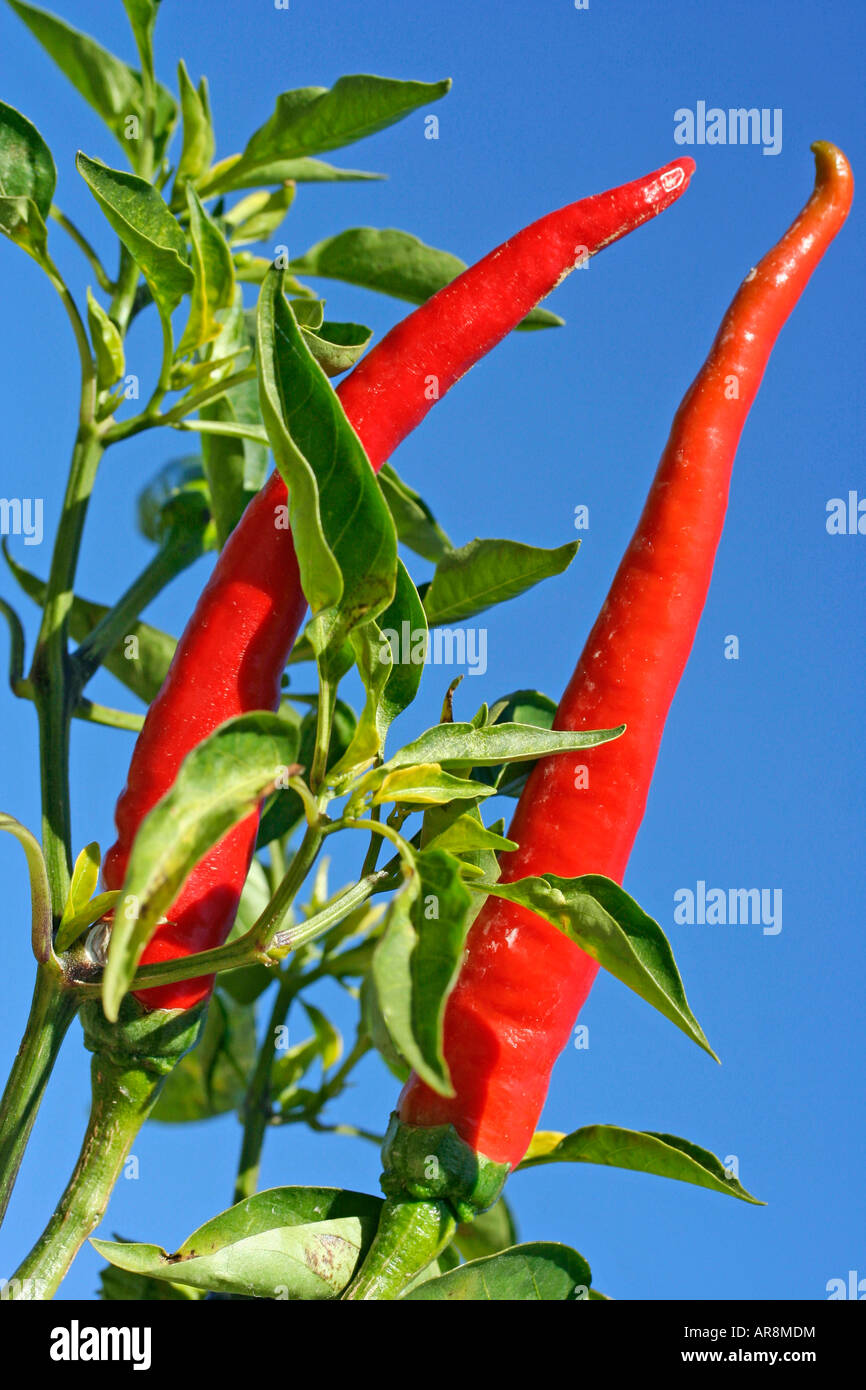 Hot peppers capsicum sp hi-res stock photography and images - Alamy