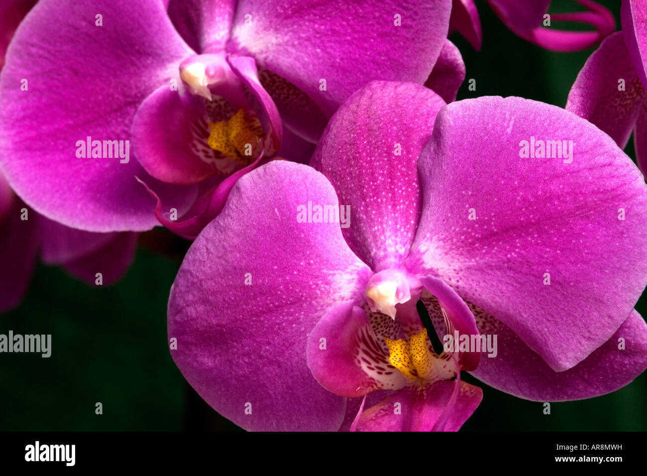 Bright Orchids (10 Stock Photo - Alamy