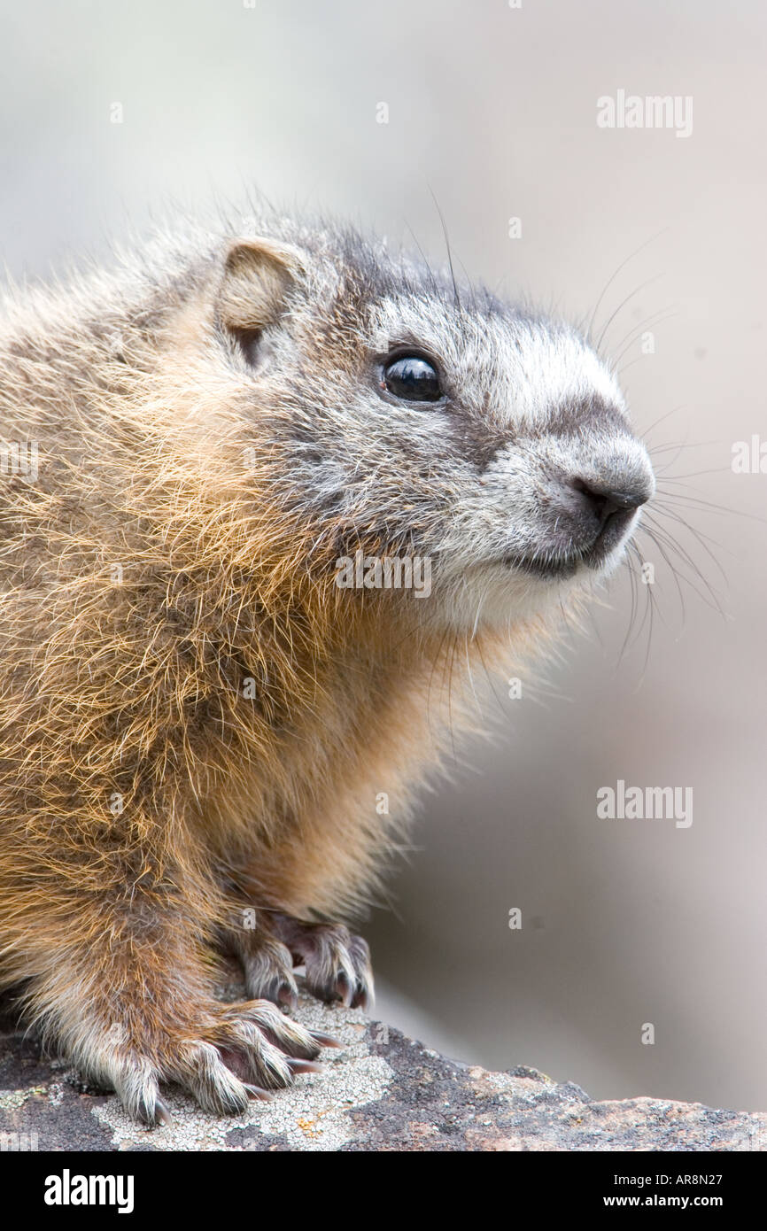 Yellowbellied Marmot in Yellowstone National Park Stock Photo - Alamy