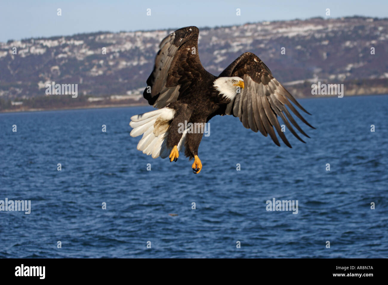 American Bald Eagle, Haliaeetus leucocephalus, Kenai Peninsula, Alaska, Shot in the wild Stock ...