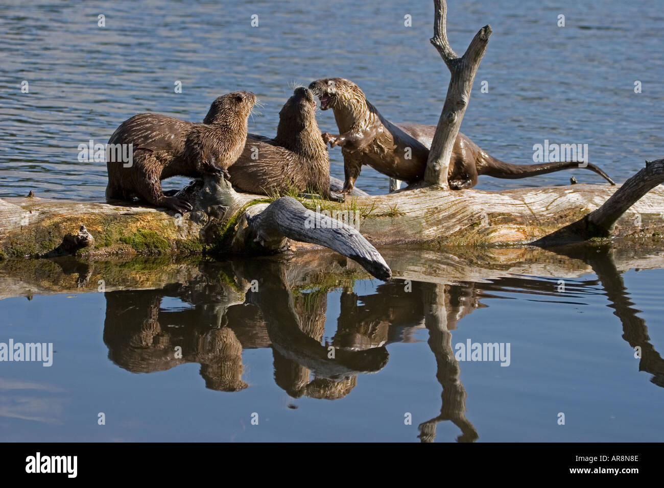 River Otter Lutra canadensis with reflection in water in Yellowstone ...