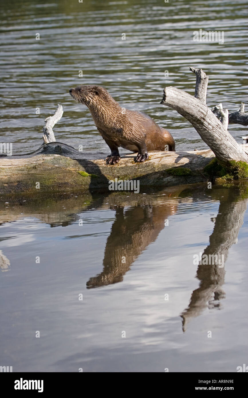 River Otter, Lutra canadensis, in Yellowstone National Park, Shot in ...