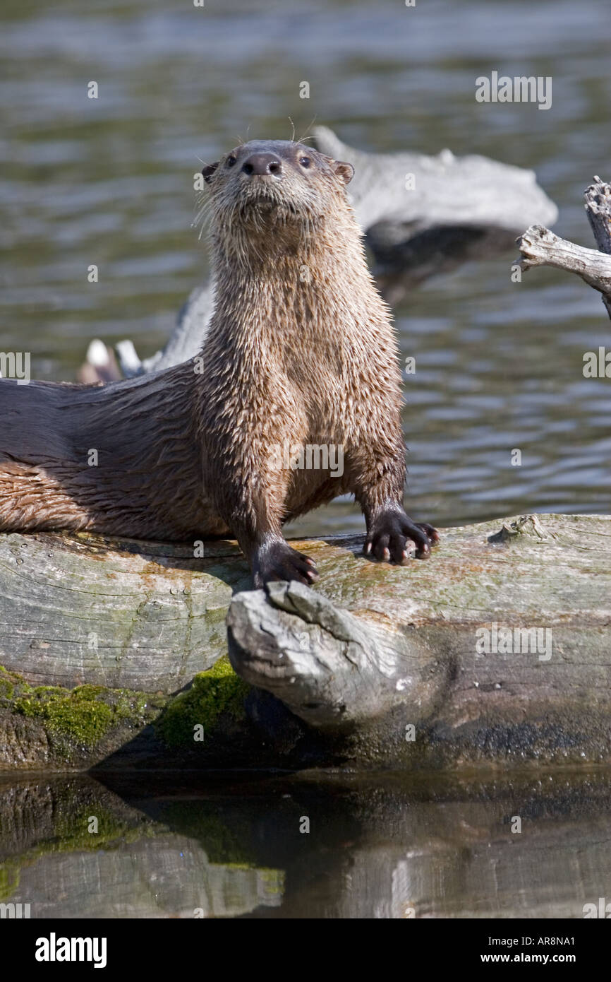 River Otter, Lutra canadensis, in Yellowstone National Park, Shot in ...
