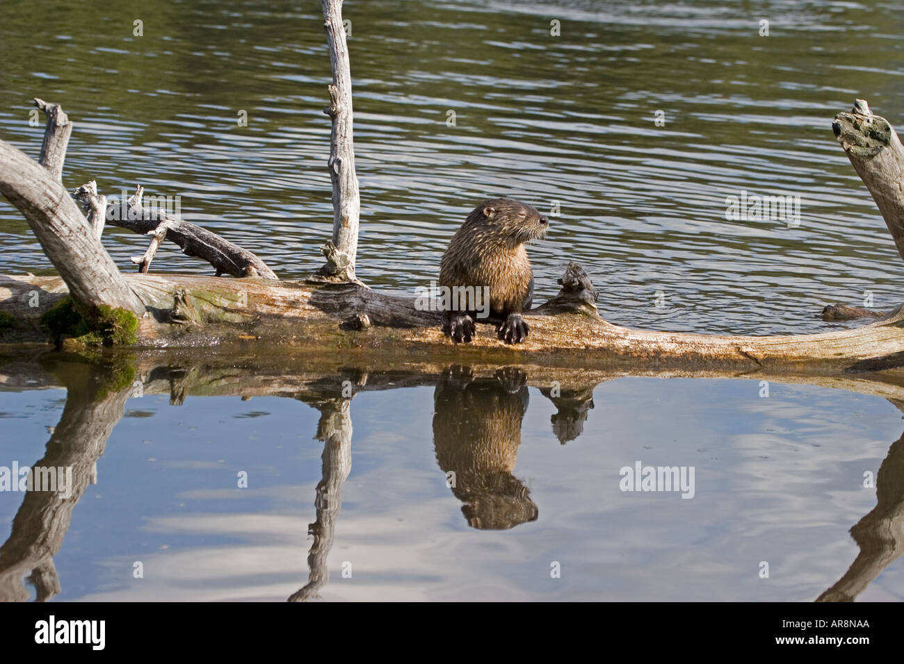 River Otter, Lutra canadensis, in Yellowstone National Park, Shot in ...