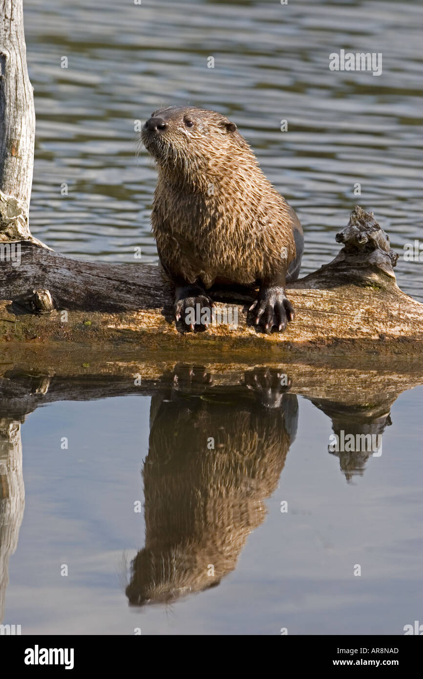 River Otter, Lutra canadensis, in Yellowstone National Park, Shot in ...