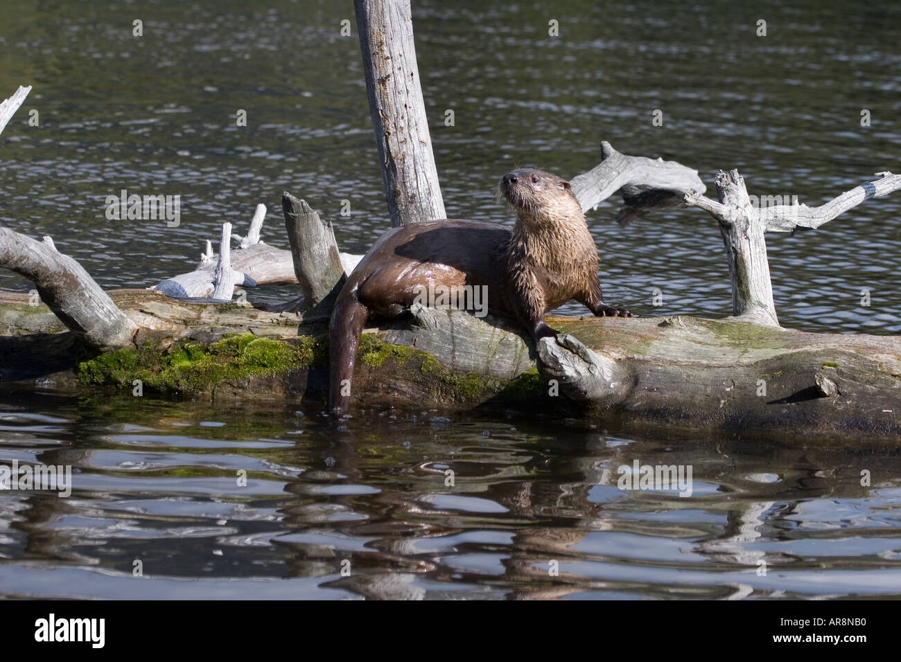 River Otter, Lutra canadensis, in Yellowstone National Park, Shot in ...