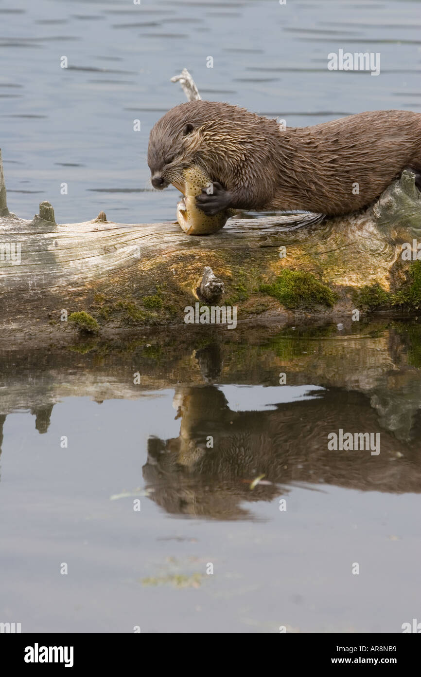 River Otter, Lutra canadensis, in Yellowstone National Park, Shot in ...