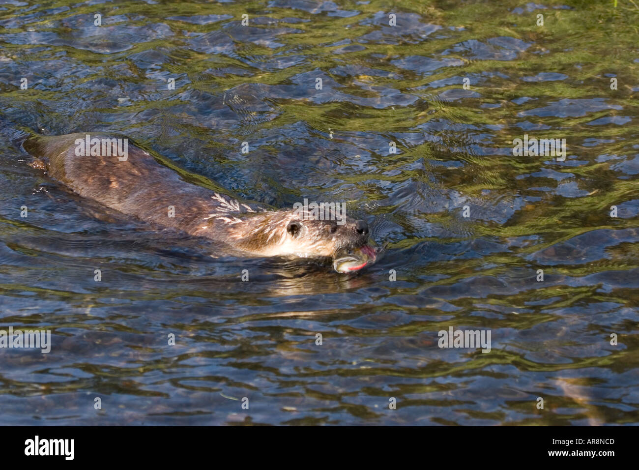 River Otter, Lutra canadensis, in Yellowstone National Park, Shot in ...