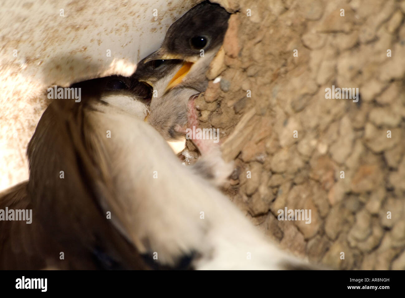 House Martin feeding its young in a nest under the eaves(02). England ...