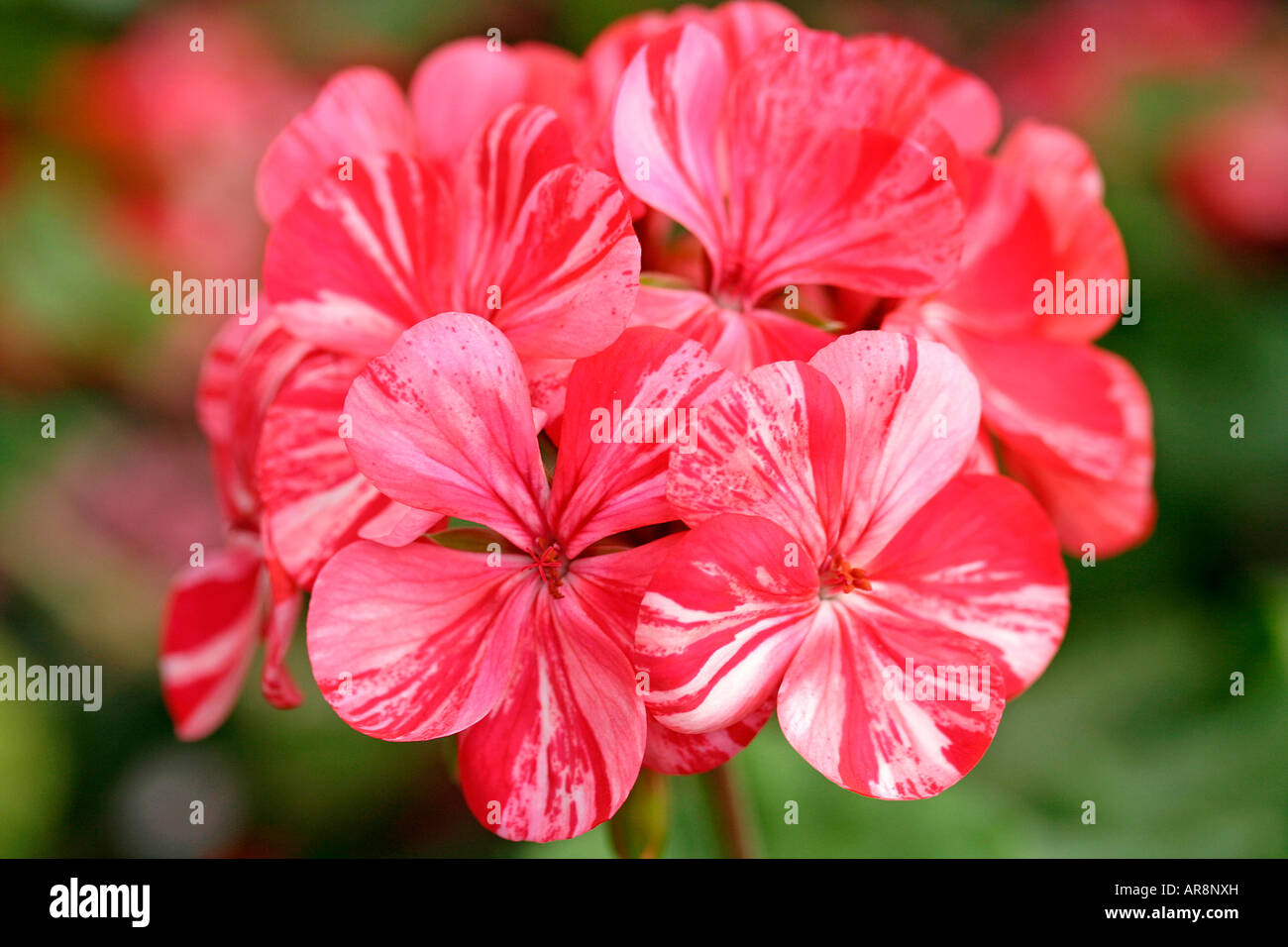 Variegated pelargonium close up hi-res stock photography and images - Alamy