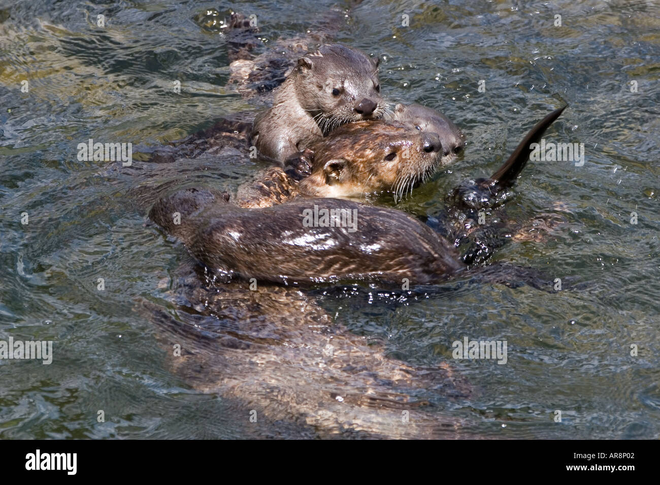River Otter, Lutra canadensis, with babies in Yellowstone National Park ...