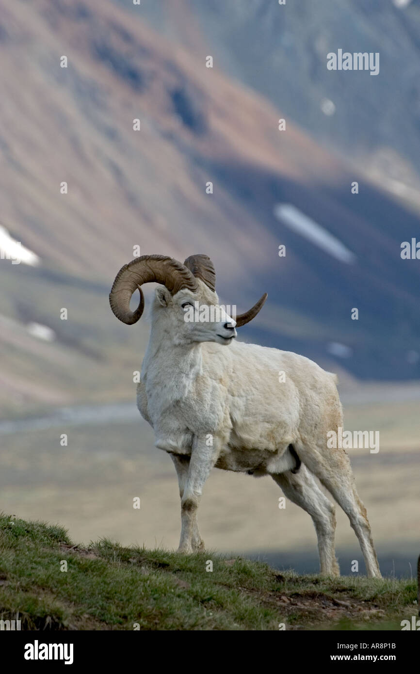 Dall Sheep ram in Denali National Park, shot in the wild Stock Photo ...