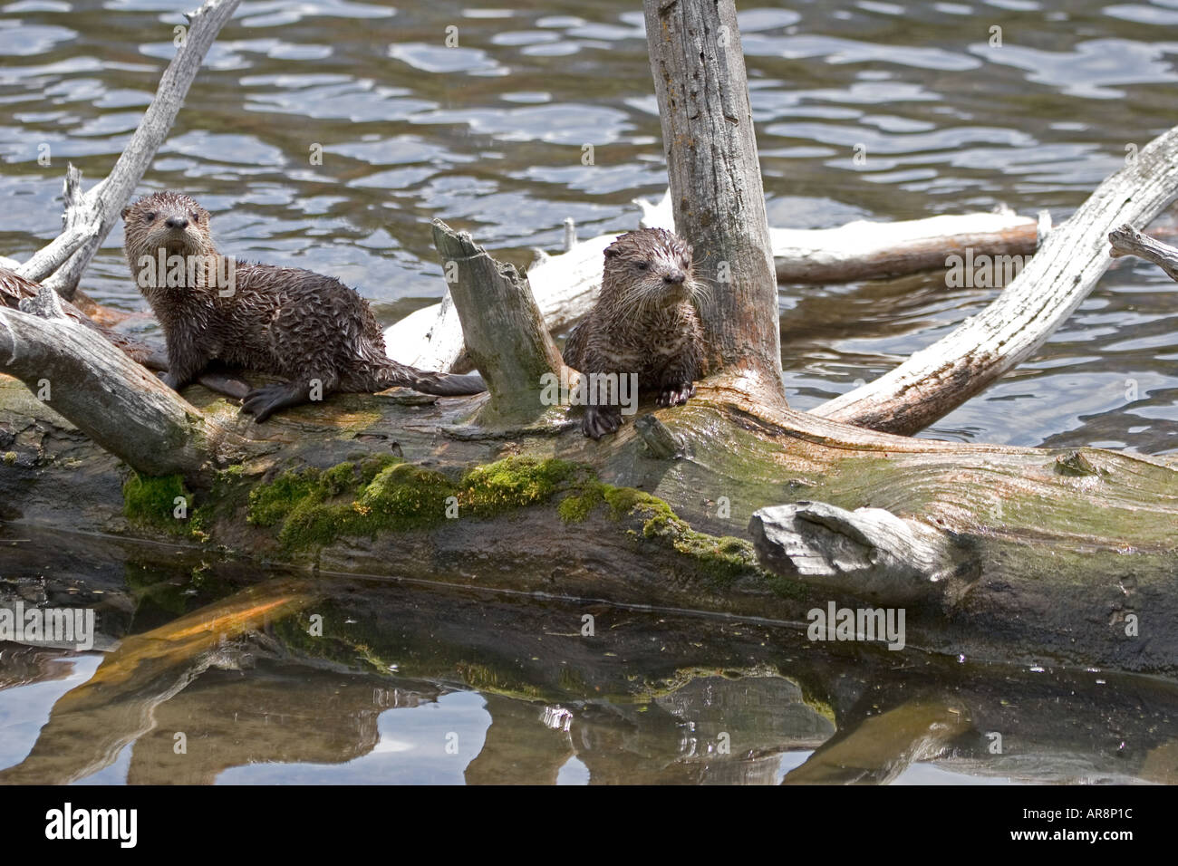 River Otter, Lutra canadensis, with babies in Yellowstone National Park ...