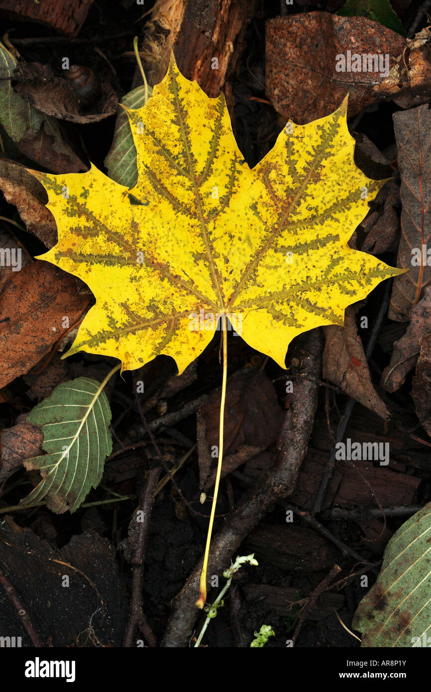 Yellow maple leaf in autumn Stock Photo - Alamy