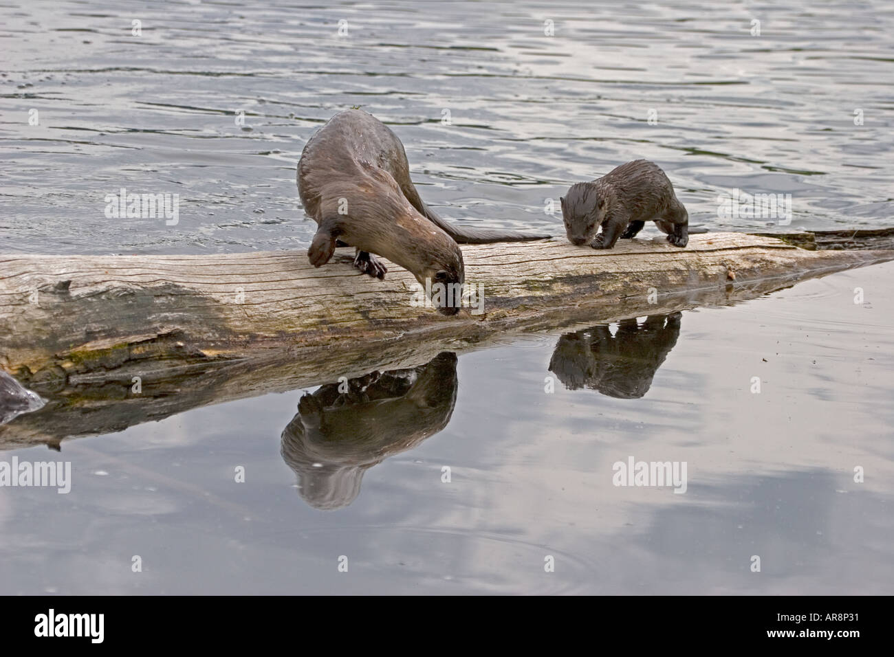 River Otter Lutra canadensis with reflection in water in Yellowstone ...